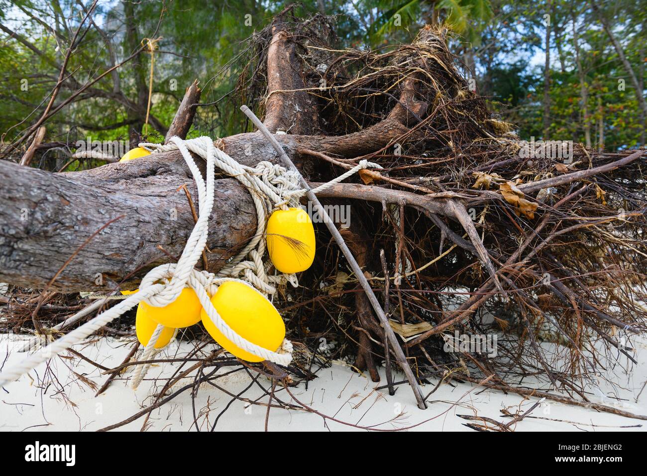 Rope tied tree log hi-res stock photography and images - Alamy
