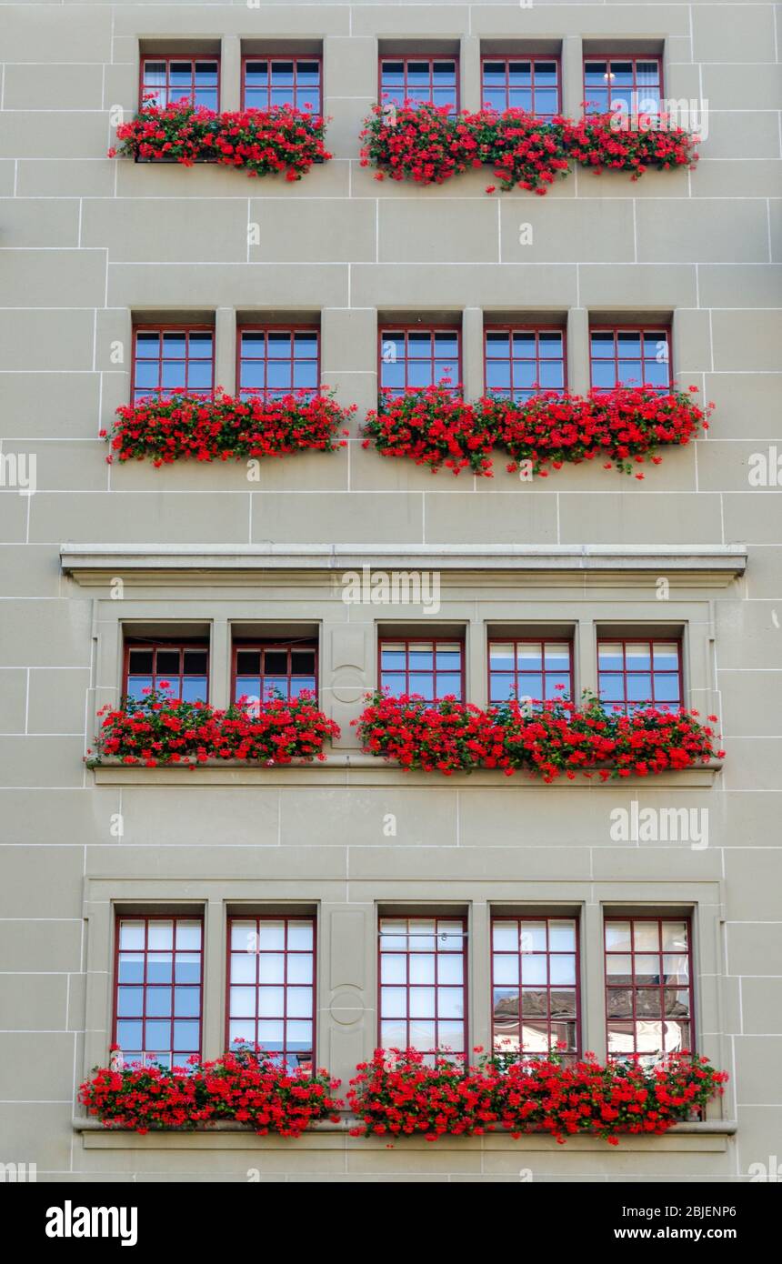 Beautiful red Geranium flowers growing on windowpane of a multi-storey ...