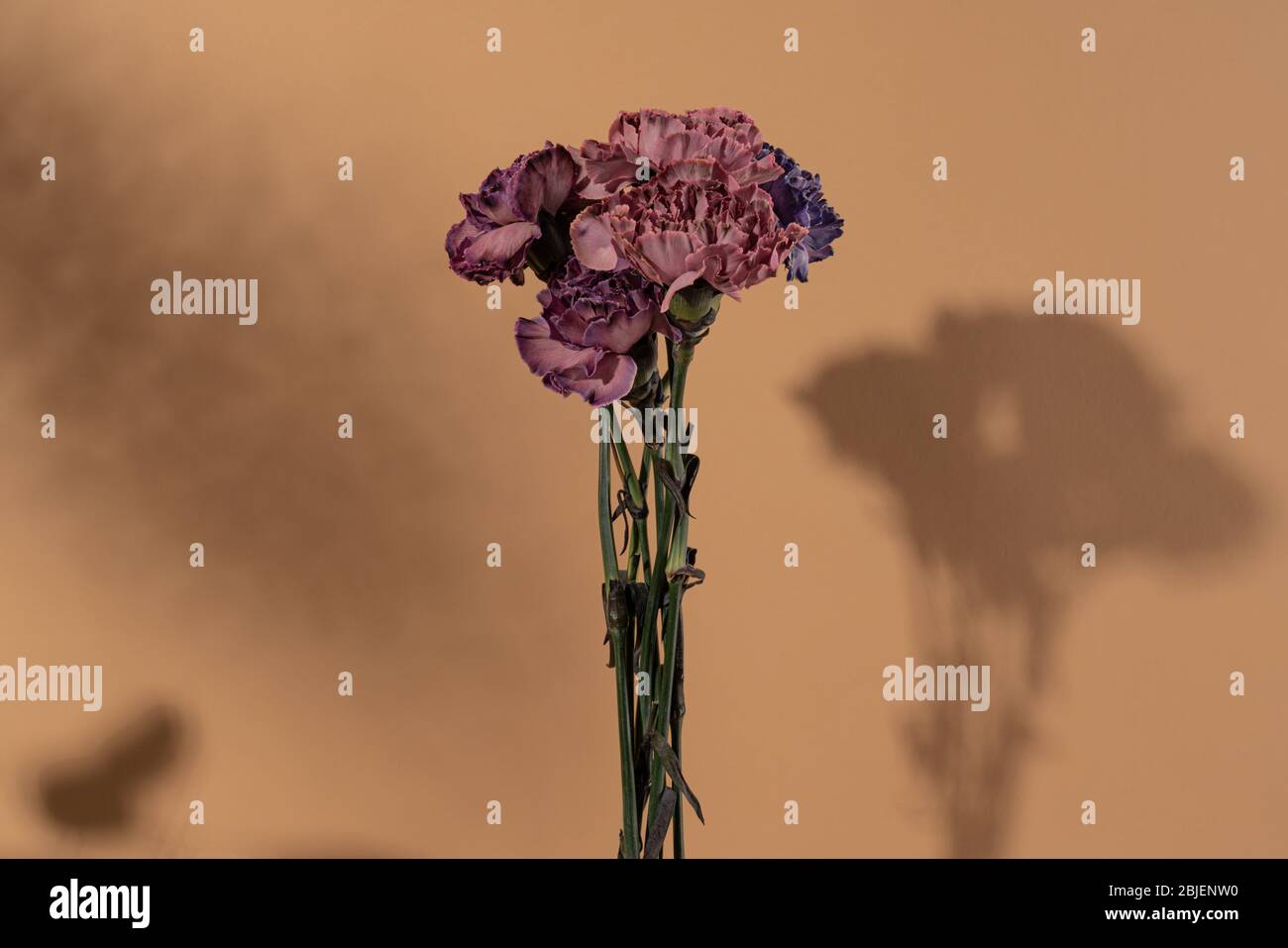 Dark purple, violet, peach pink carnations isolated on hazelnut ...