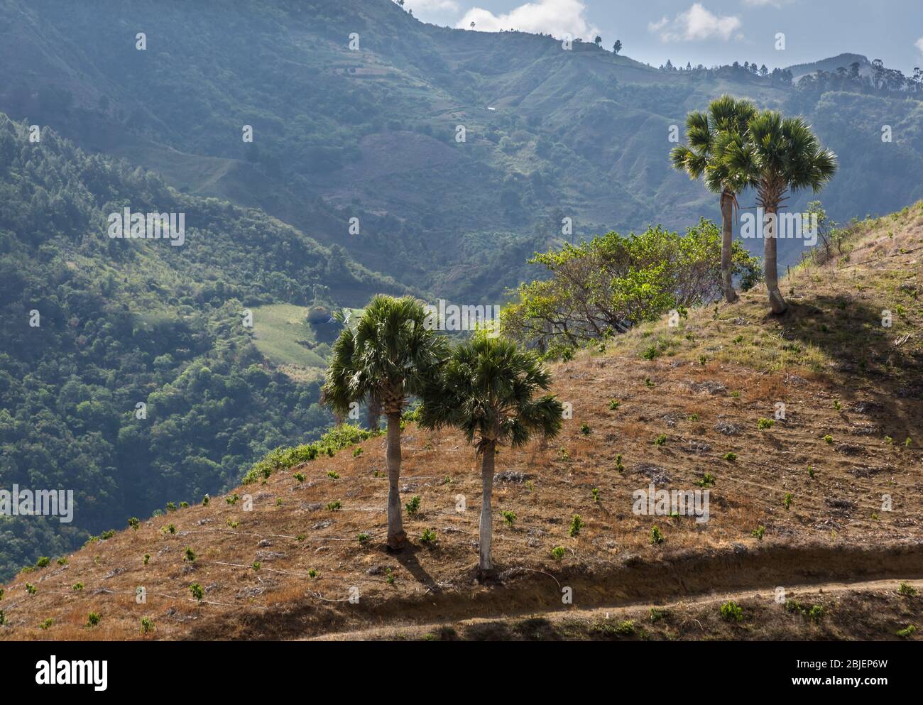 dramatic image of caribbean countryside of farms and agriculture field ...