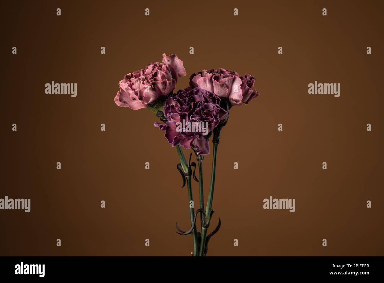 Dark Floral Tumblr Background