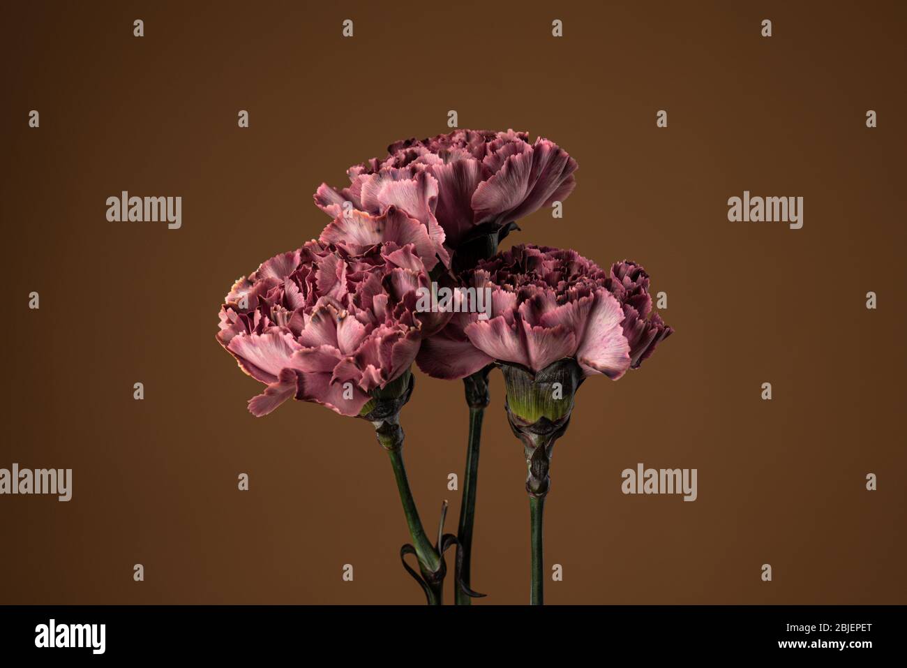 Close up of a three dark purple carnation flowers isolated on dark ...