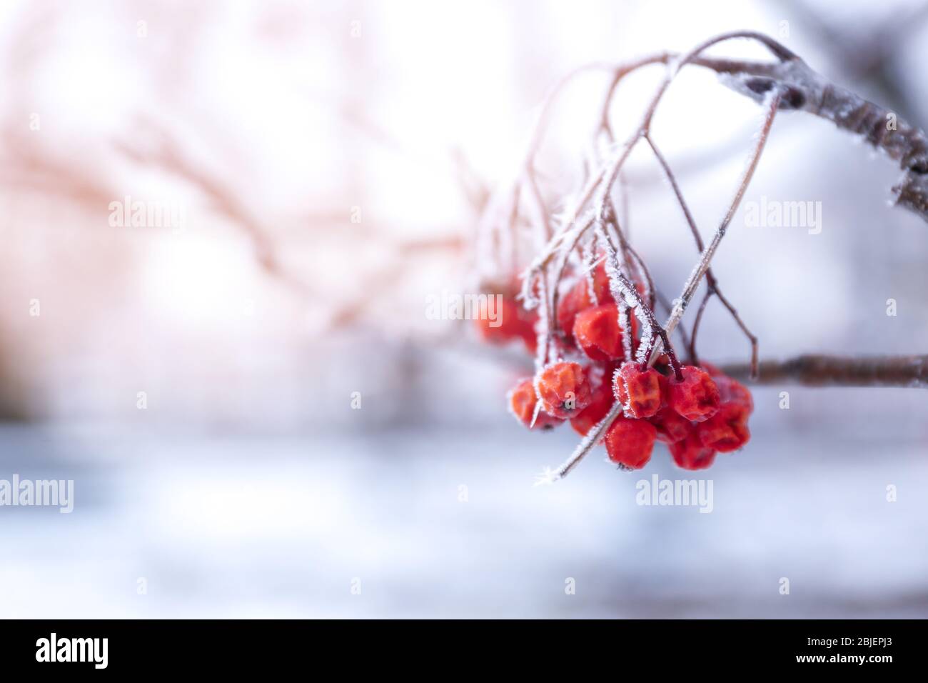Frozen ash berry branch on blurred winter background Stock Photo - Alamy