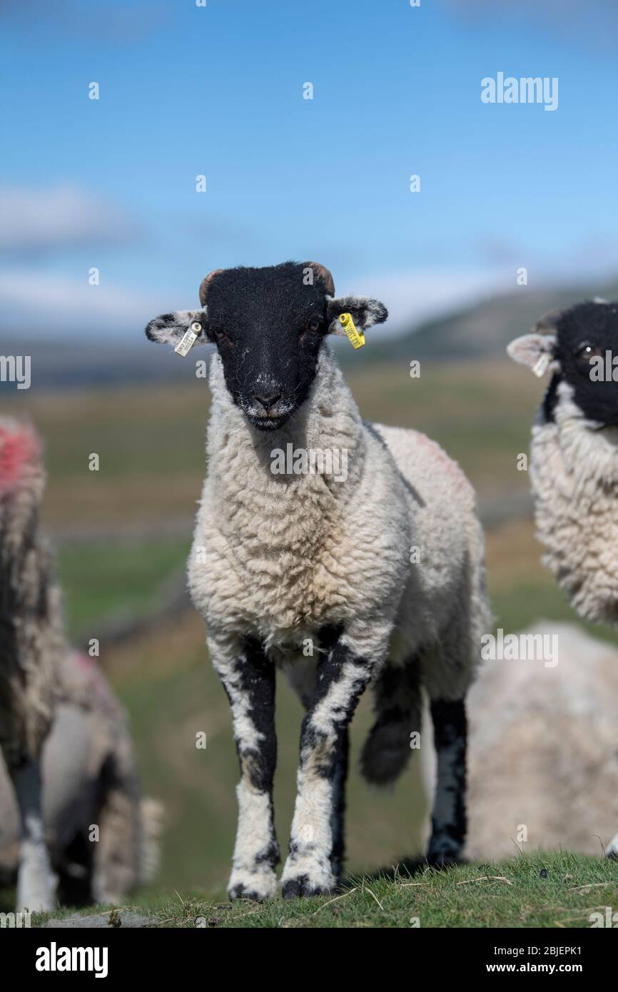 Swaledale lambs in upland pasture above Askrigg in Wensleydale, North ...