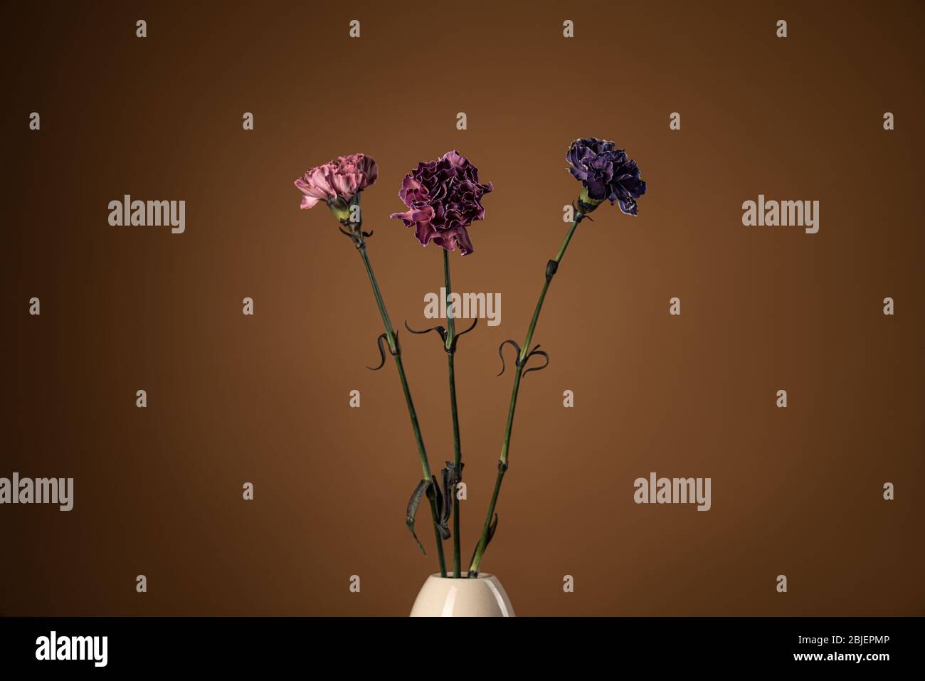 Dark purple, violet, peach pink carnations in vase isolated on brown ...