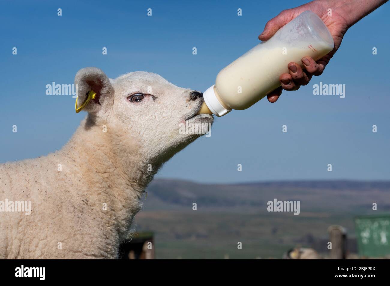 Shephredess hi-res stock photography and images - Alamy