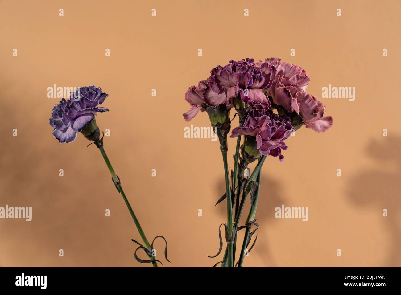 Bouquet of dark purple carnations and single violet carnation isolated ...