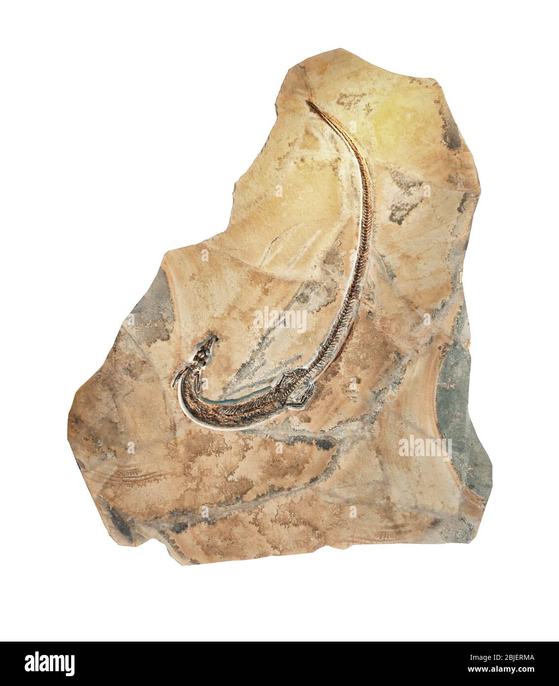 Pleurosaurus Goldfussi fossil, a cousin of the tuatara, related to ...