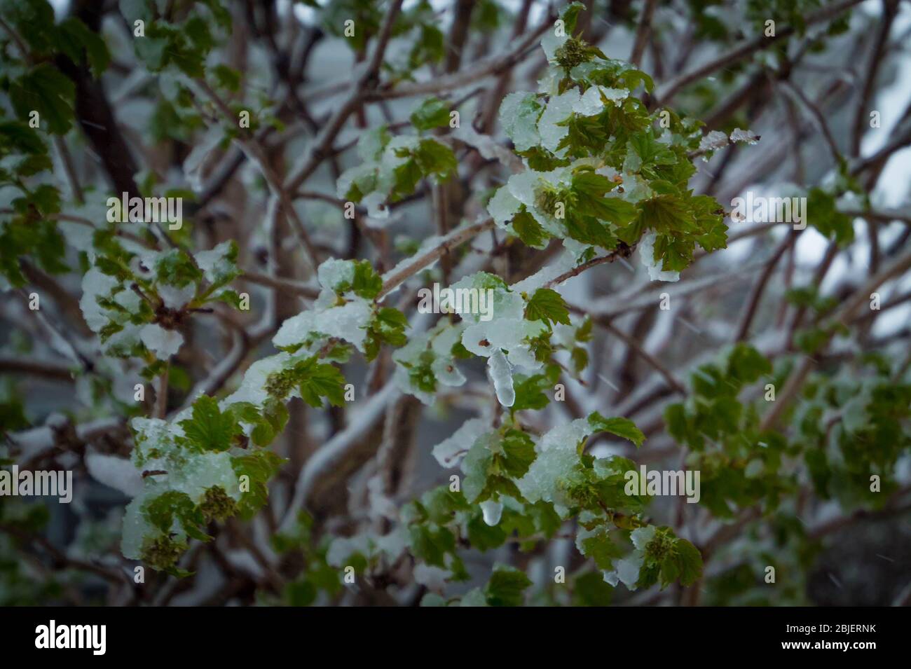 snowstorm in may froze all our flowers and plants in the garden Stock ...