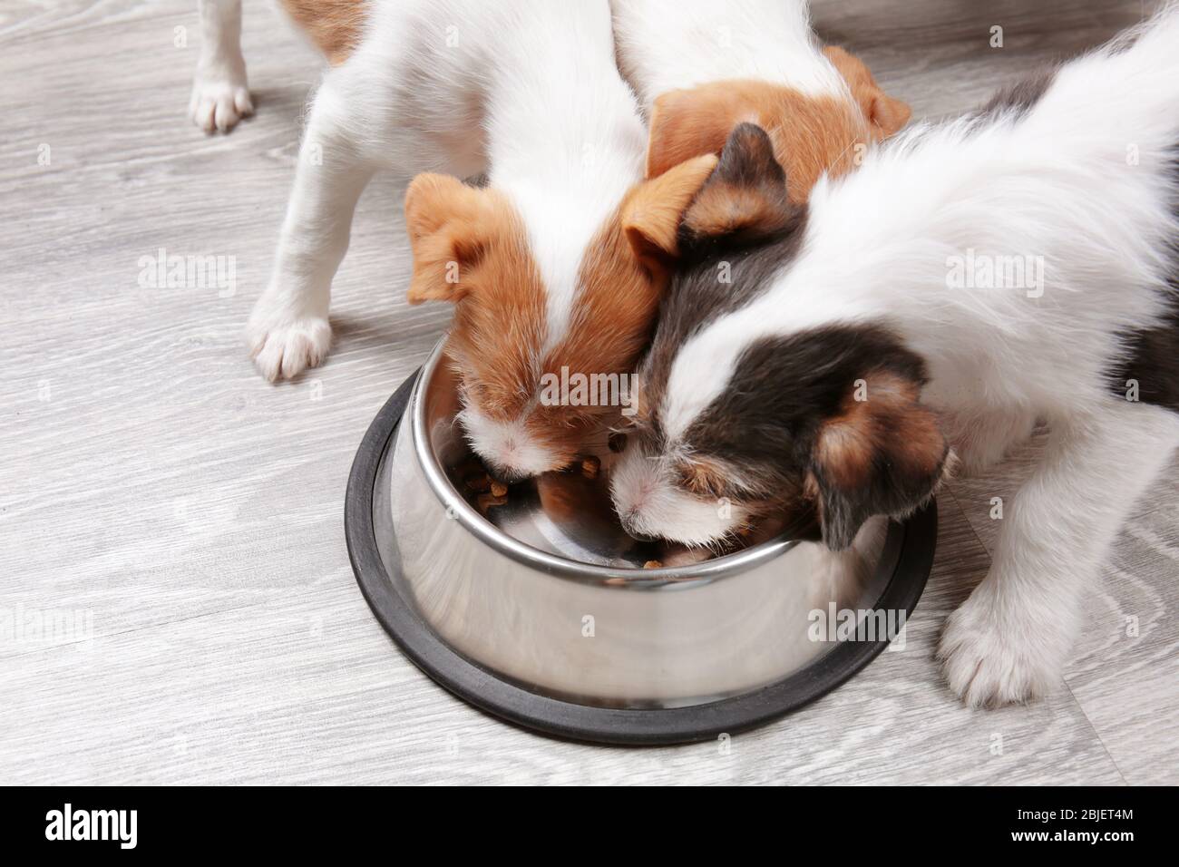 Dogs eating at home hi-res stock photography and images - Alamy