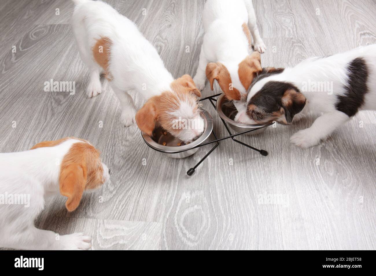 Cute funny dogs eating dry food at home Stock Photo - Alamy