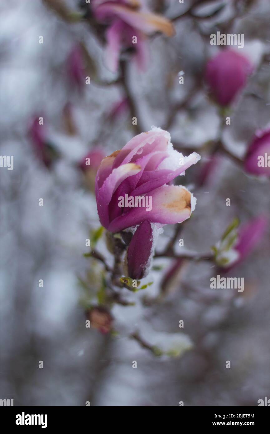 snowstorm in may froze all our flowers and plants in the garden Stock ...