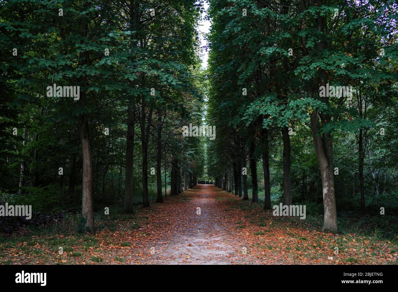 Beautiful scenic path through the woods with foliage on the ground at ...