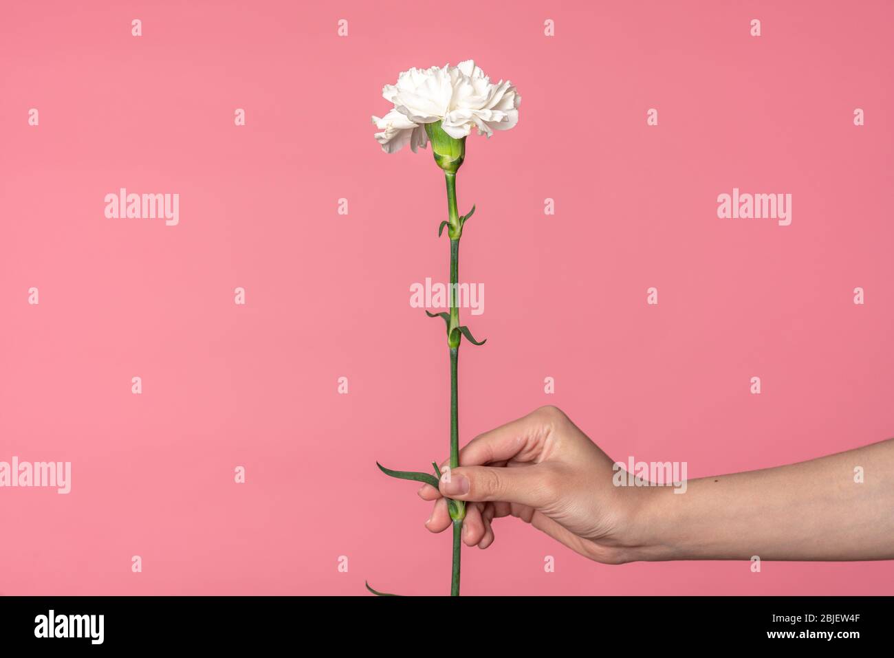 Female hand holds single tender carnation flower isolated on powder ...