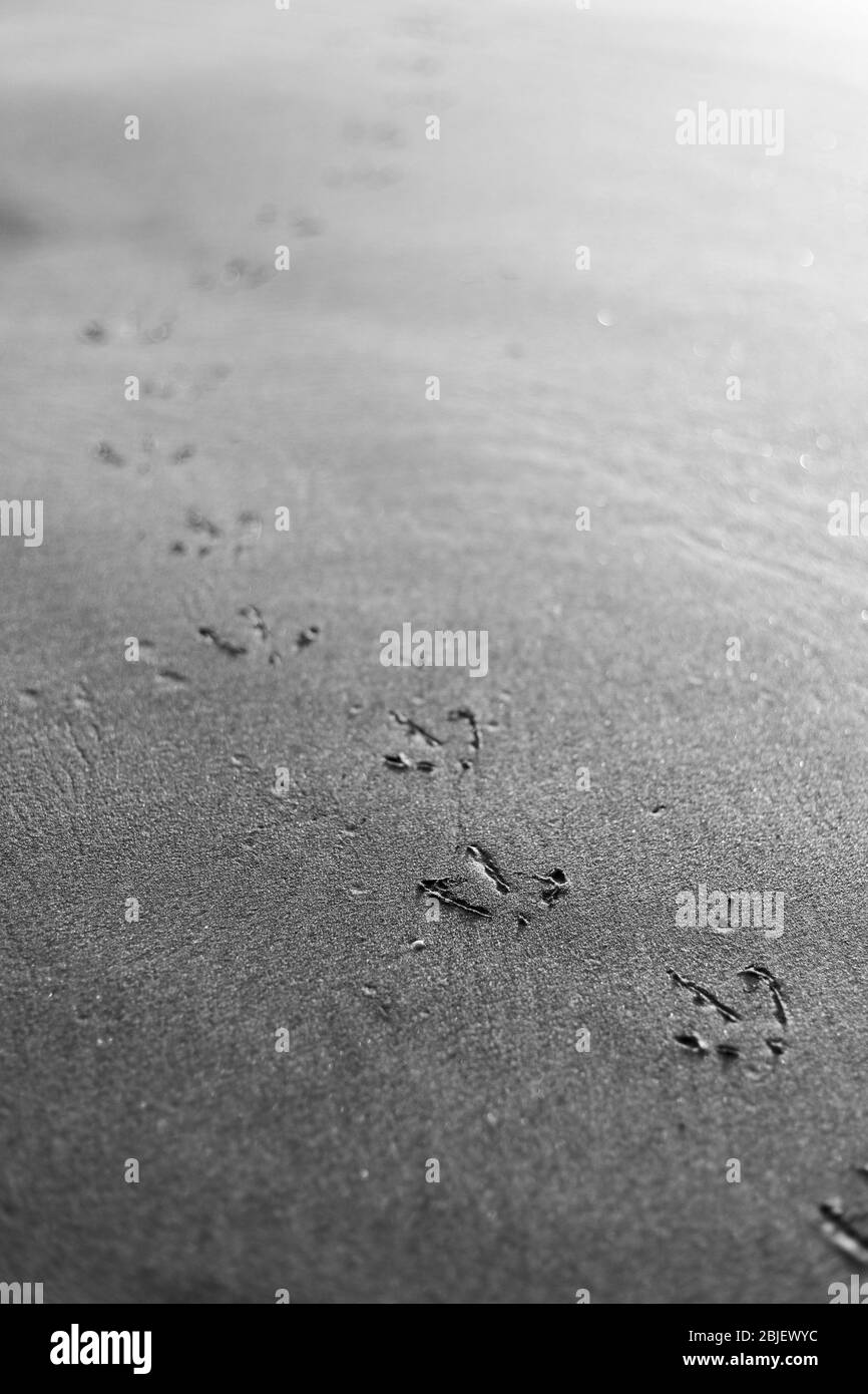 bird tracks forming a path in the sand on the beach Stock Photo - Alamy
