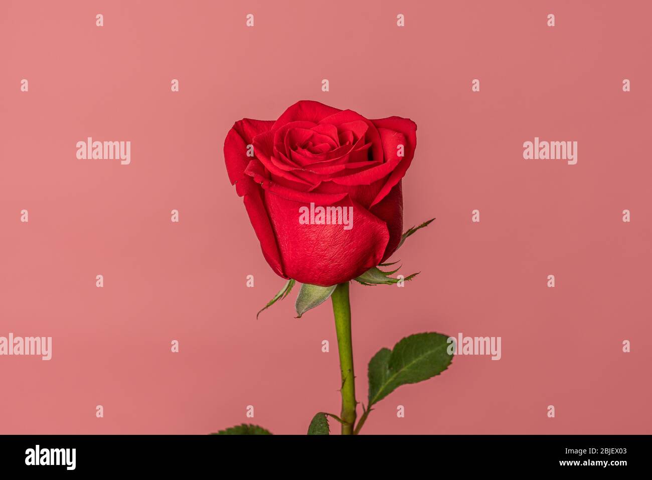 Close up photo of a red rose isolated over flamingo ping background ...