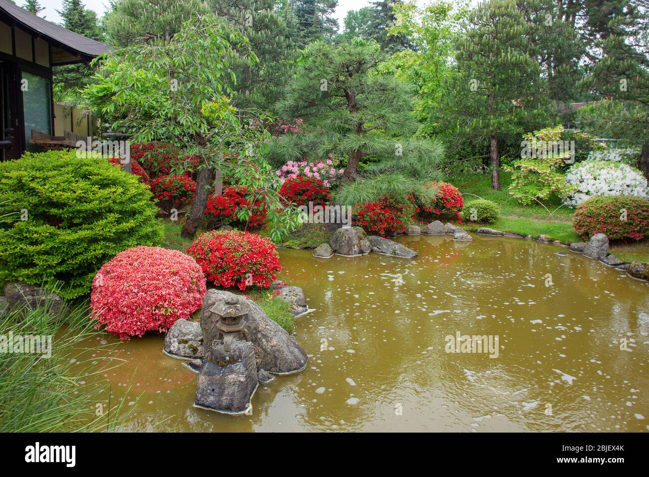 Amazing blossom of red and pink rhododendrons in Japanese garden in ...