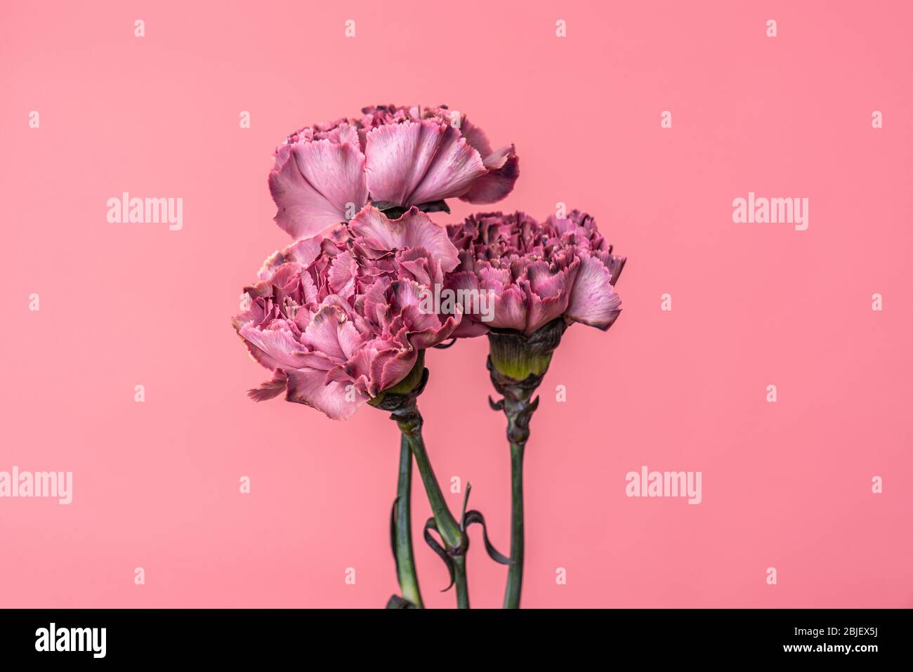 Beautiful blossoming drake and pastel purple carnations flowers ...