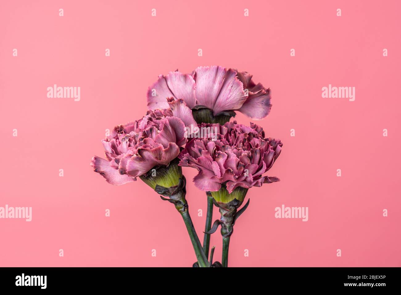 Peach carnations hi-res stock photography and images - Alamy