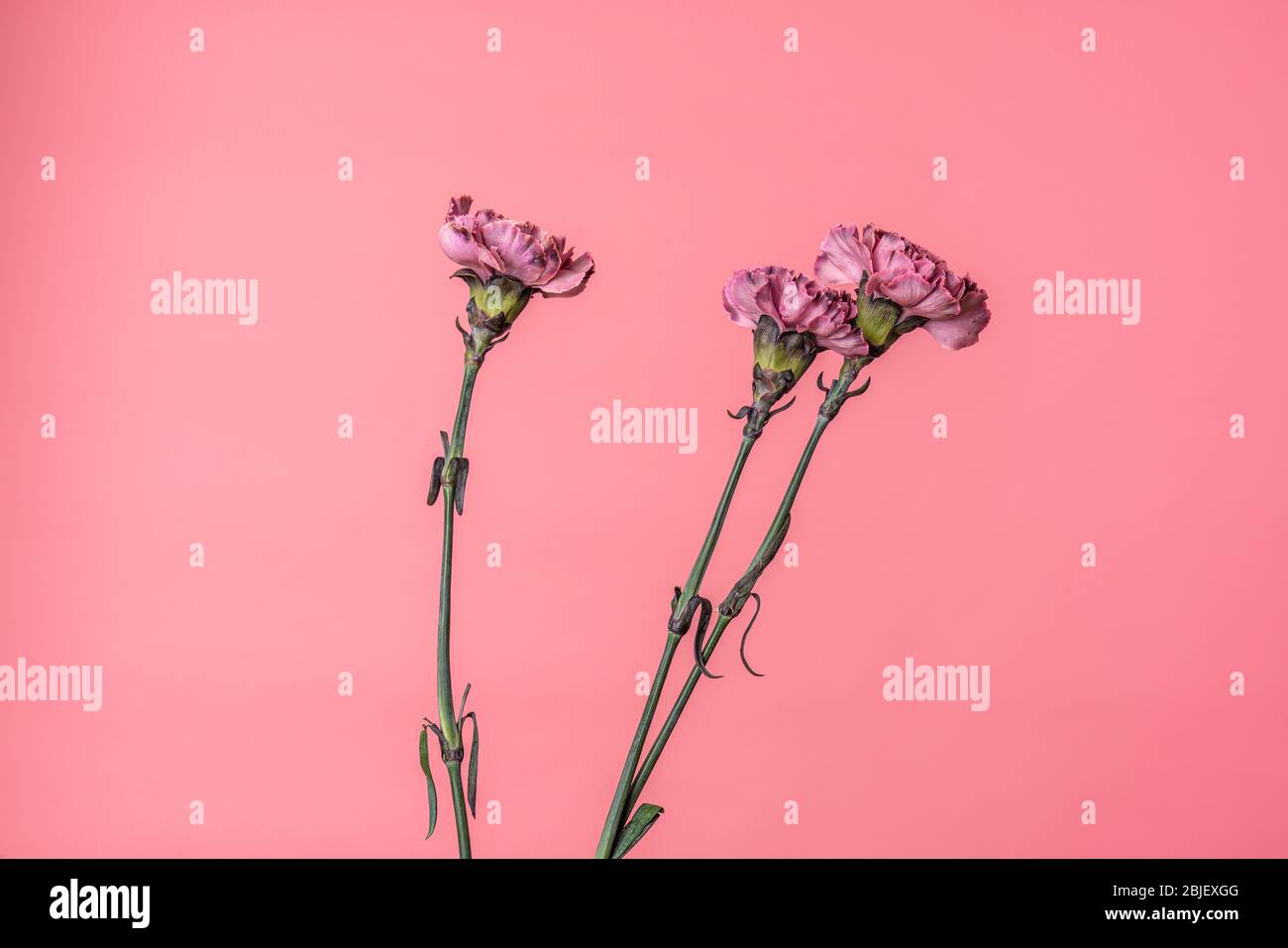Isolated three purple carnations with stem isolated on pink peach ...