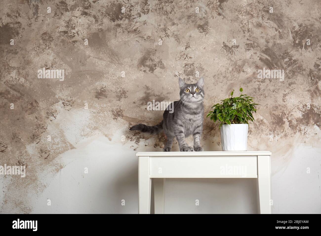 Cute cat on table at home Stock Photo - Alamy