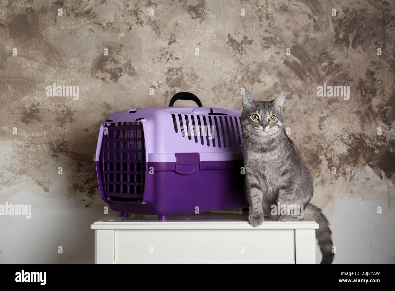 Cat and carrier box on table at home Stock Photo - Alamy