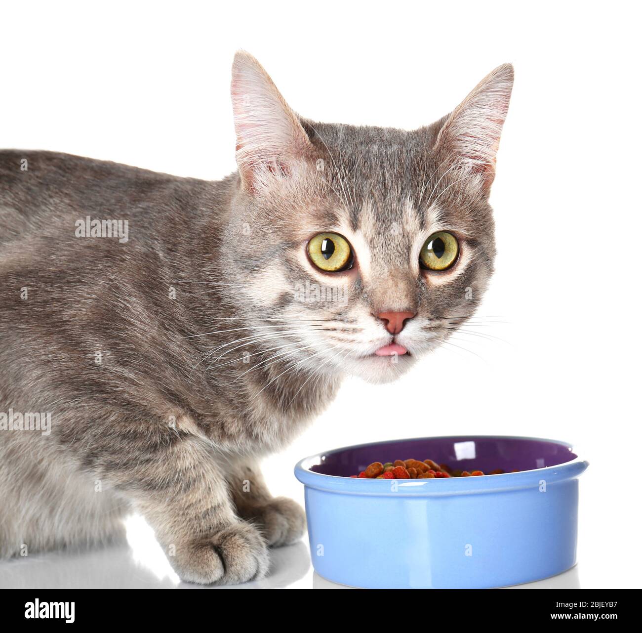 Cute cat eating on white background Stock Photo - Alamy