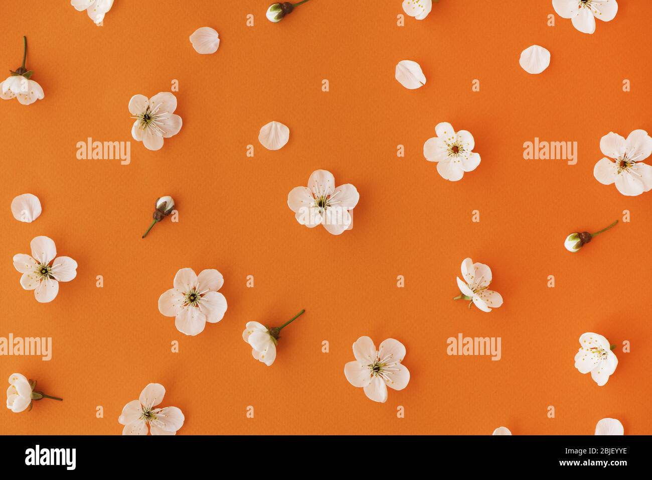 Spring background with cherry blossom on orange background Stock Photo ...