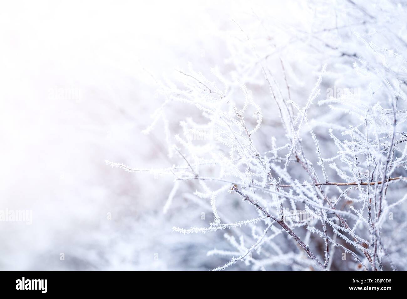 Charming frozen tree branches on winter background Stock Photo - Alamy