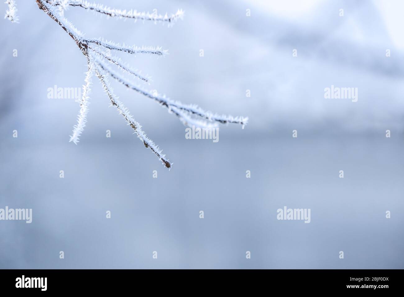 Charming frozen tree branches on winter background Stock Photo - Alamy