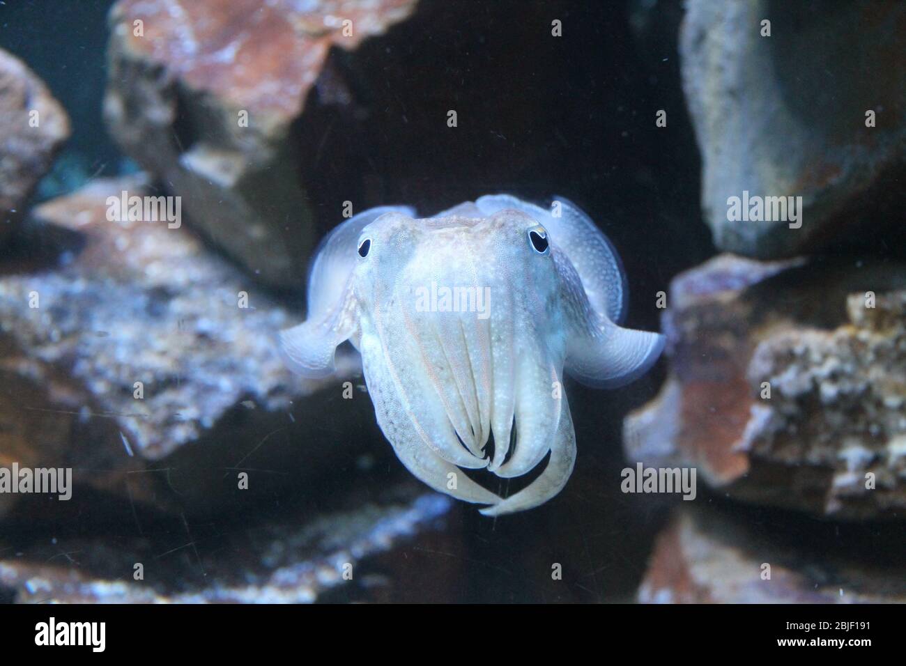 The Face of a Cuttlefish Swimming in the Water Stock Photo - Alamy