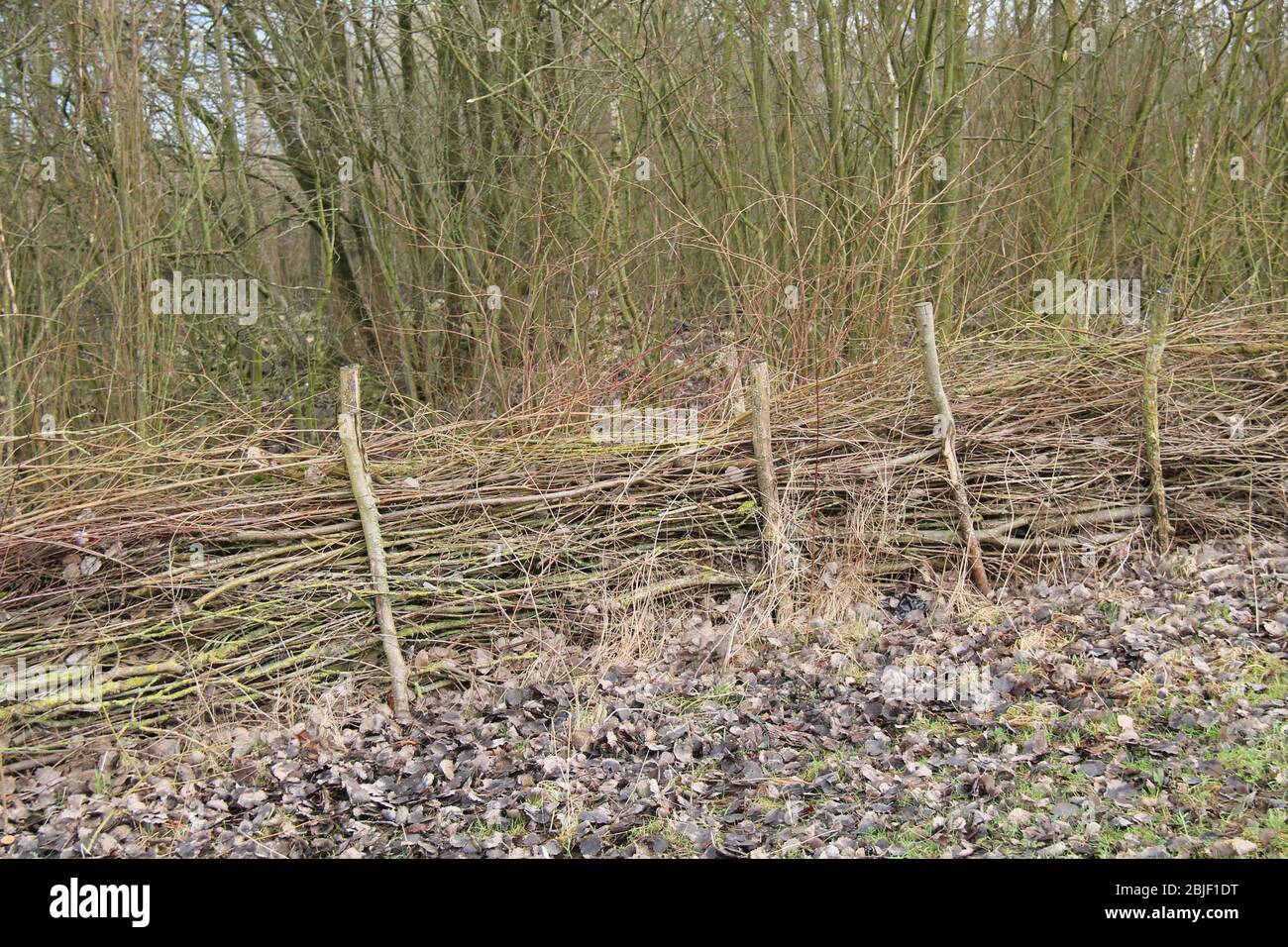 A Section of Hedge Laying Around a Woodland Glade Stock Photo - Alamy