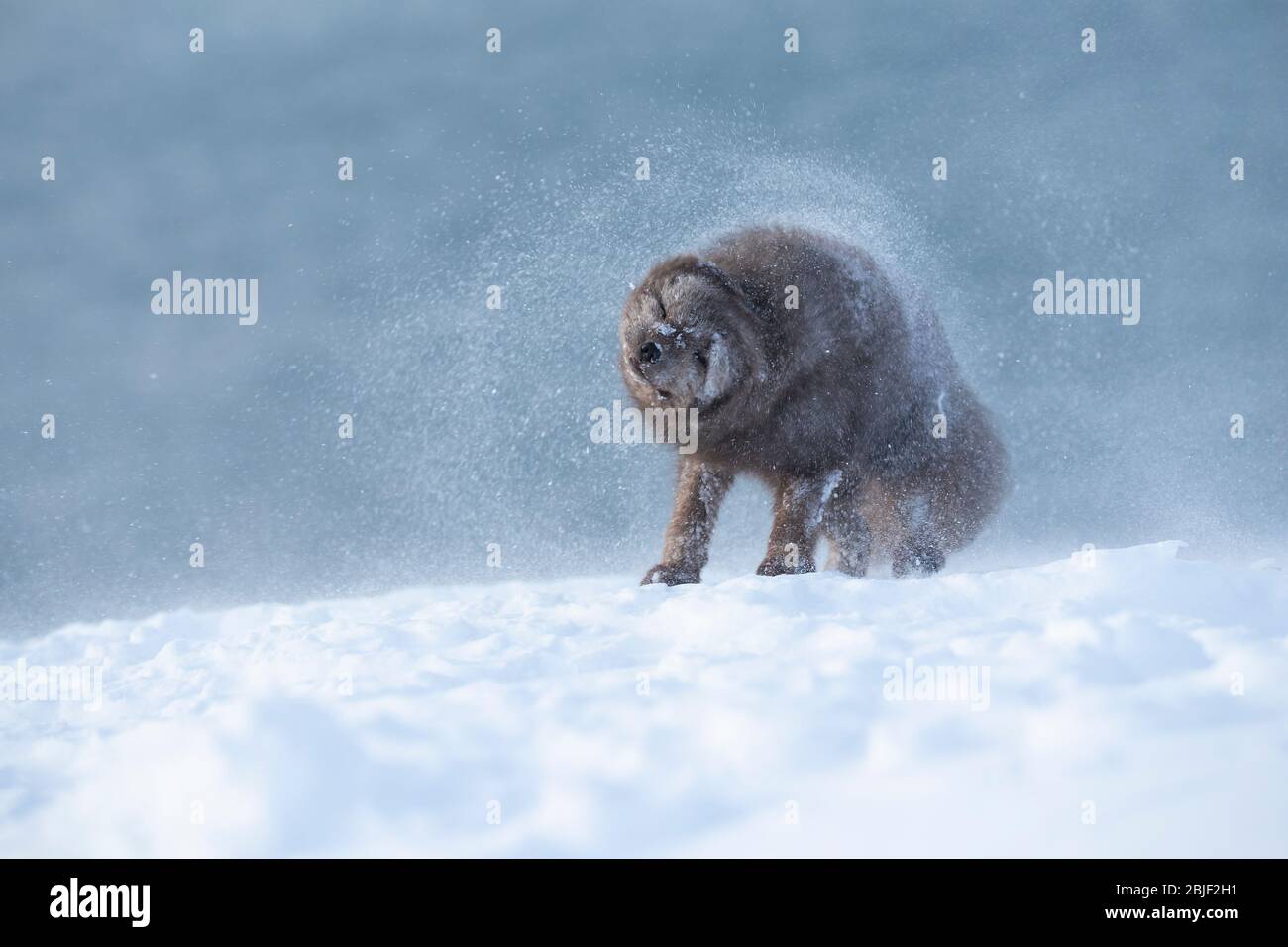 Shaking off snow hi-res stock photography and images - Alamy
