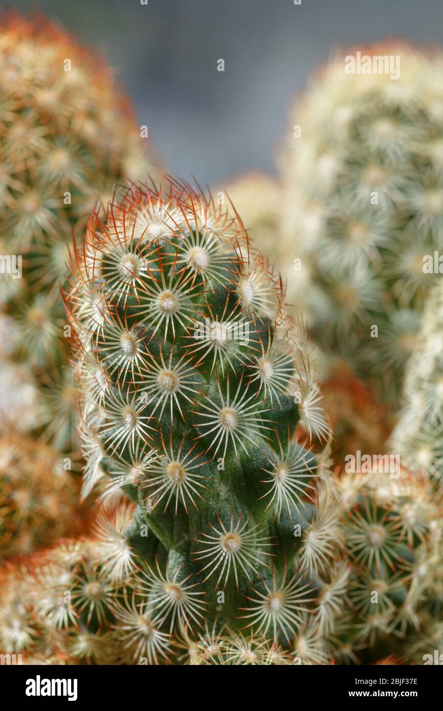 Close-up of a small and spiny cactus Stock Photo - Alamy