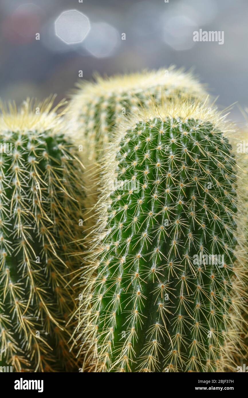 Close-up of a small and spiny cactus Stock Photo - Alamy