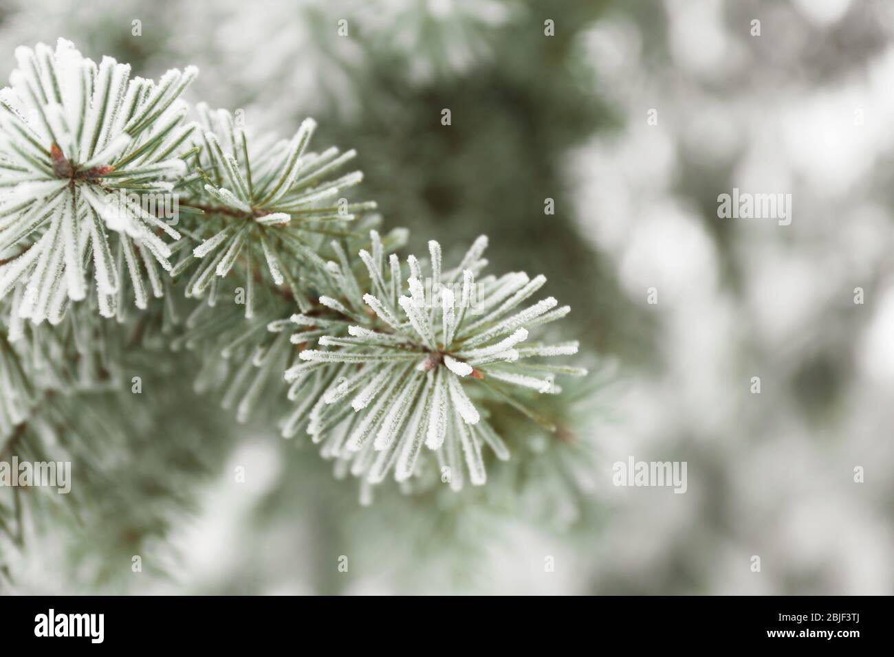 Tree branches covered with rime, closeup Stock Photo - Alamy