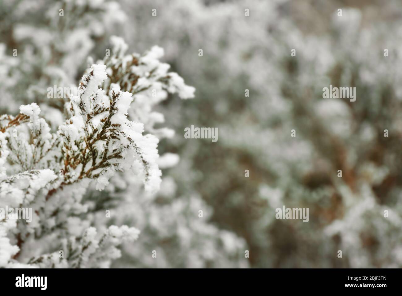 Tree branches covered with rime, closeup Stock Photo - Alamy