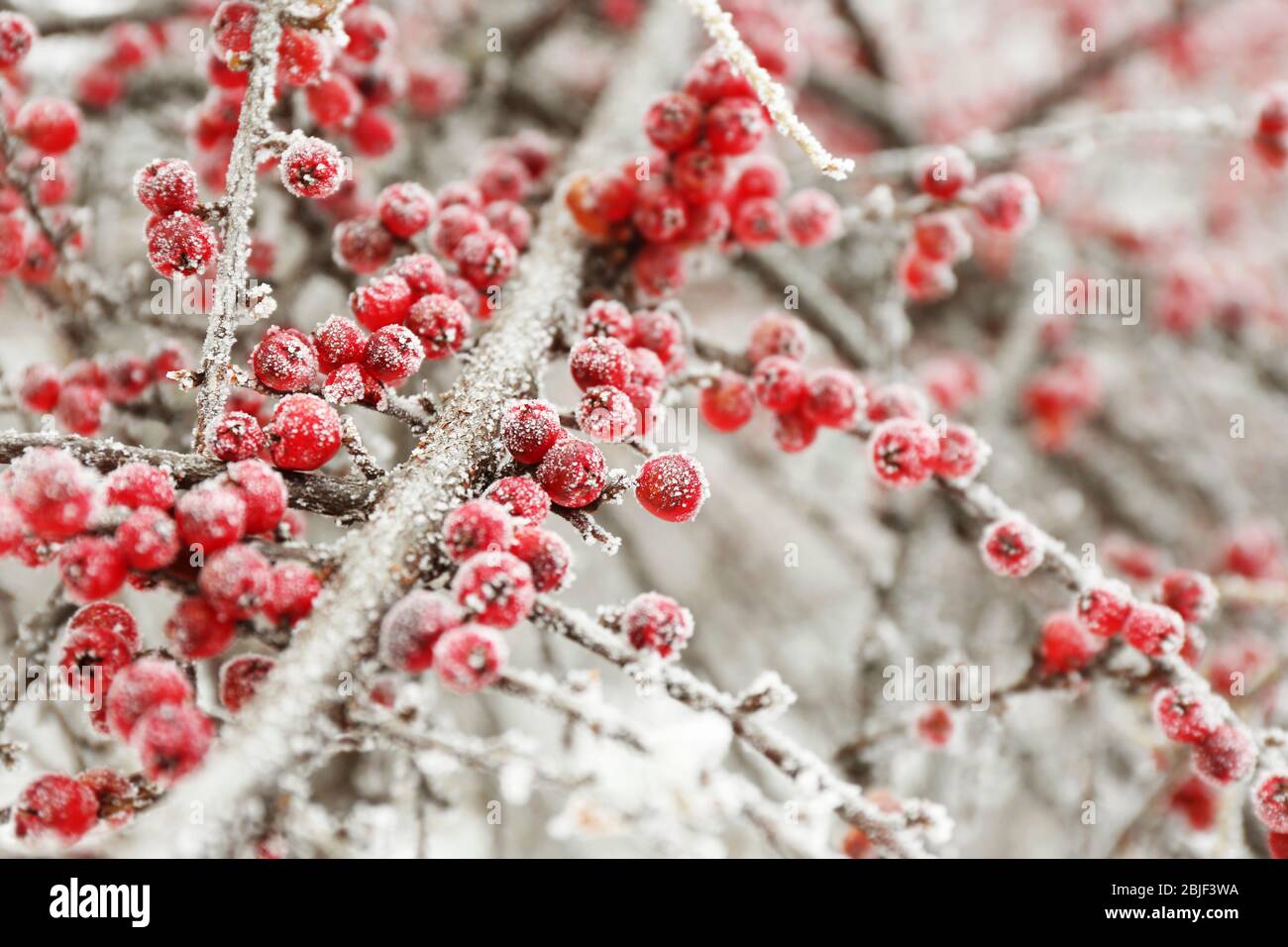 Tree branches covered with rime, closeup Stock Photo - Alamy