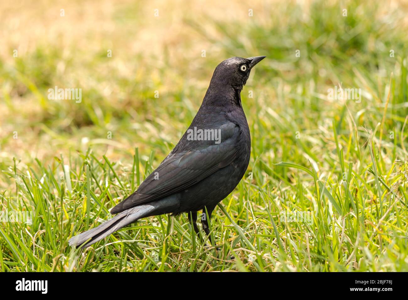 Little crow on the grass Stock Photo - Alamy