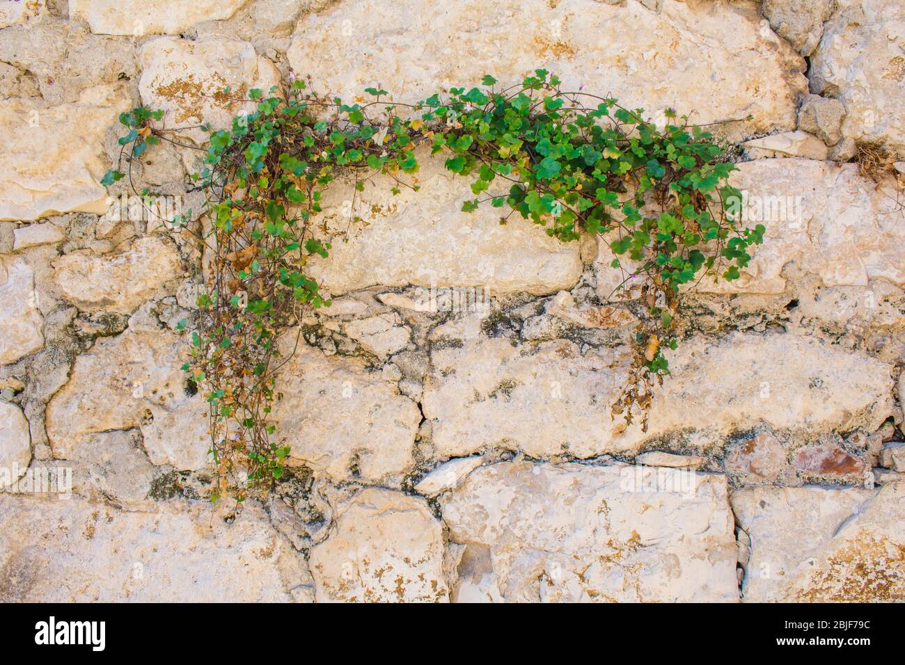 Stone plant hi-res stock photography and images - Alamy