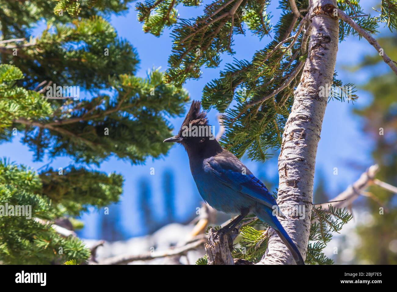 European Jay In Flight High Resolution Stock Photography and Images - Alamy