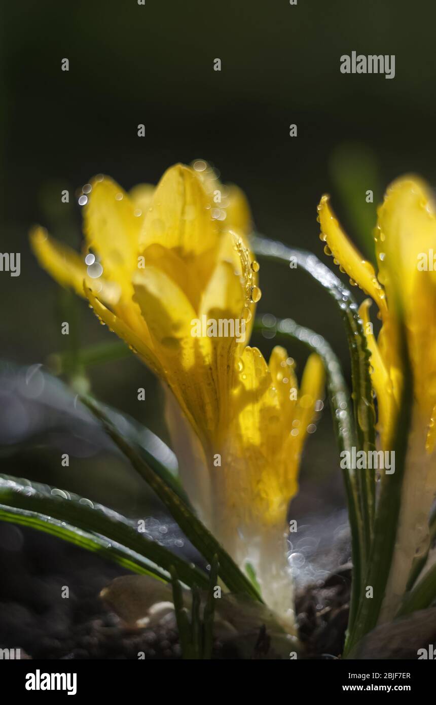 Spring yellow crocuses in water drops grow in the ground Stock Photo ...