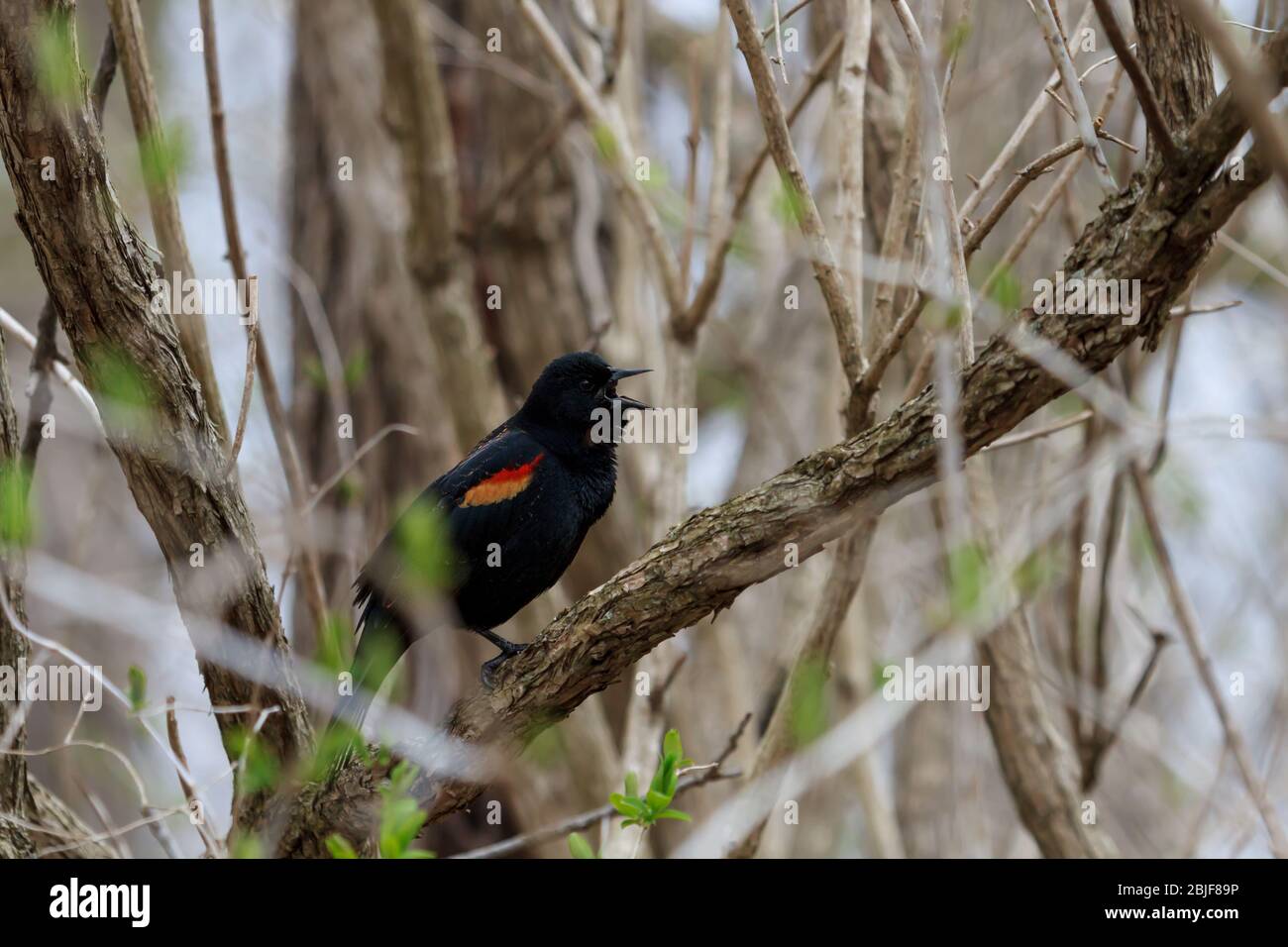 Male Red-winged Blackbird calling from a honeysuckle bush Stock Photo ...