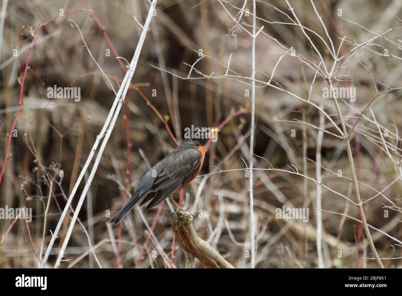 Robin wood hi-res stock photography and images - Alamy