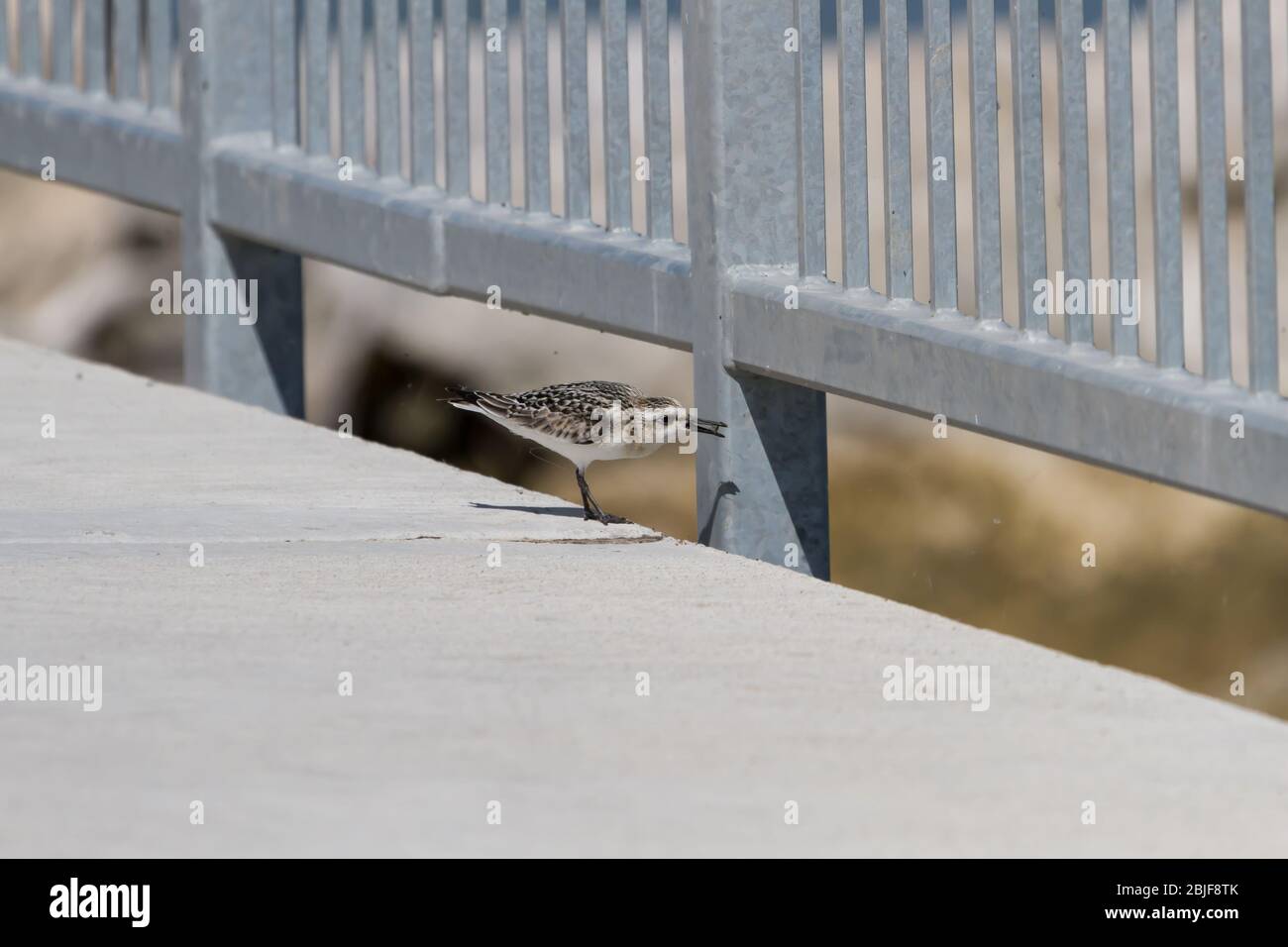 Sanderling feeding on insects caught in a spider web on a pier railing ...