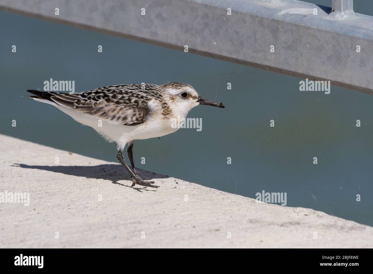 Sanderling feeding on insects caught in a spider web on a pier railing ...