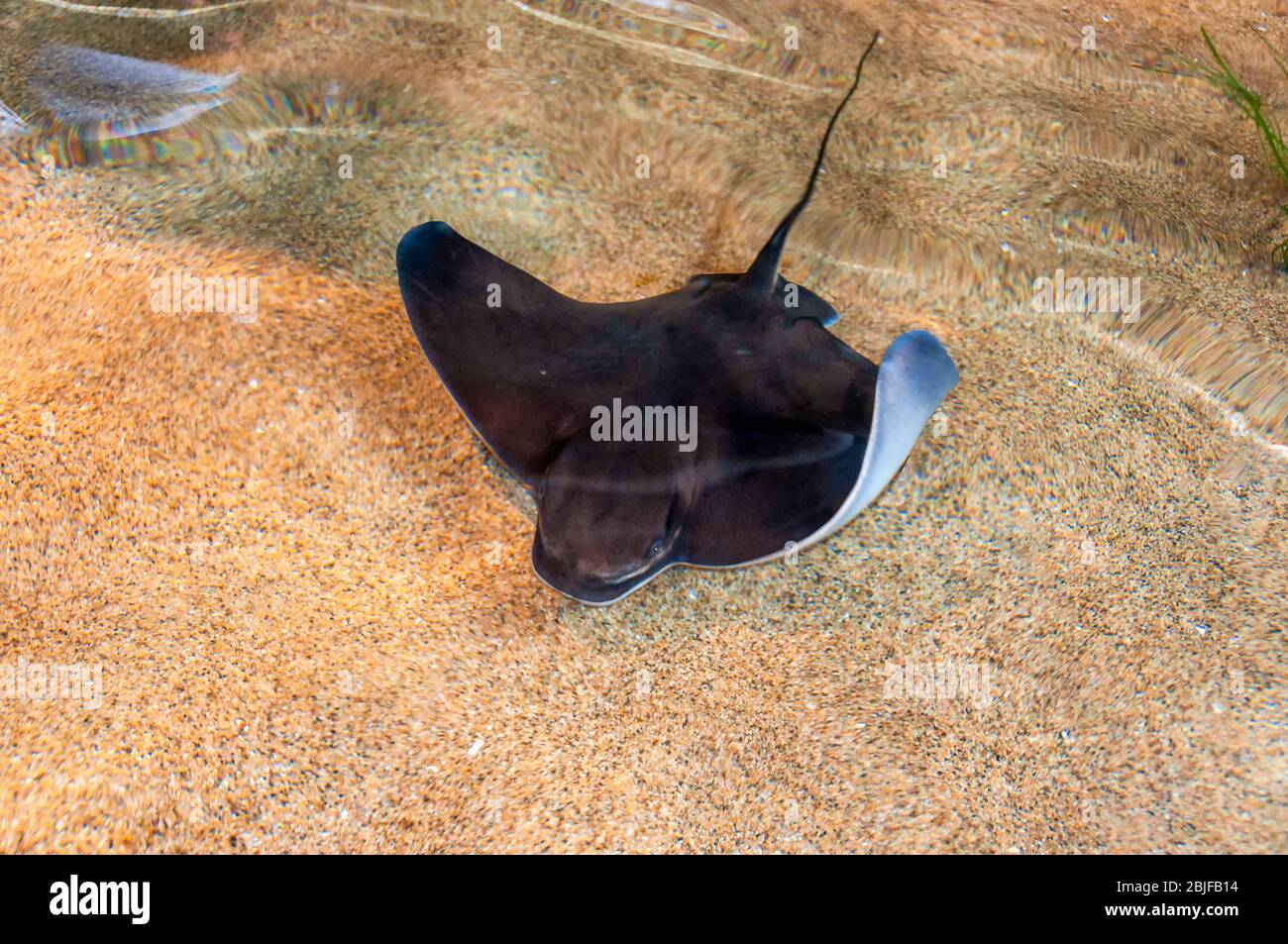 bat ray, eagle ray, or stingray (Myliobatis californica) swimming in a ...