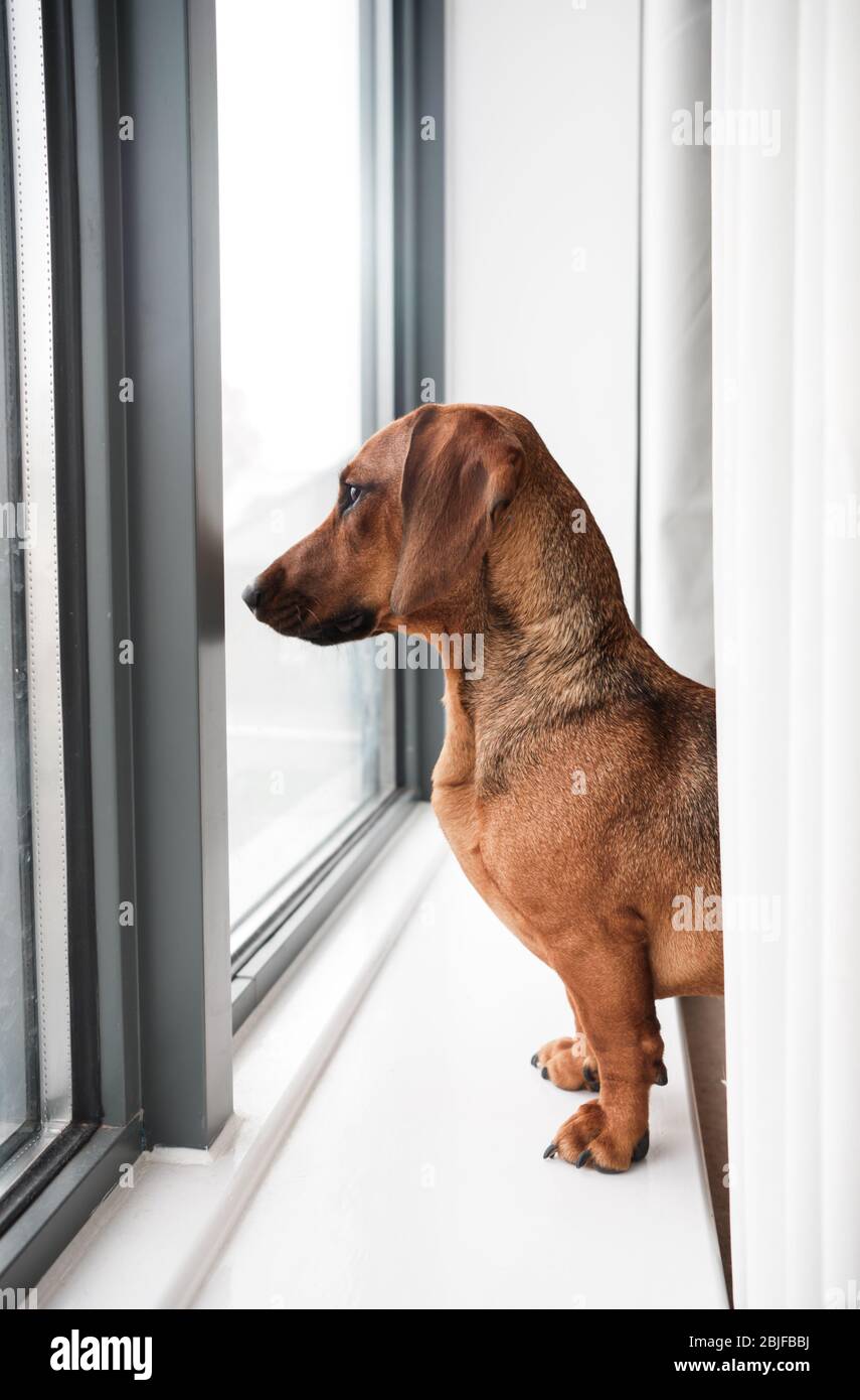 Cute small dog looking out of a bright light window Stock Photo - Alamy