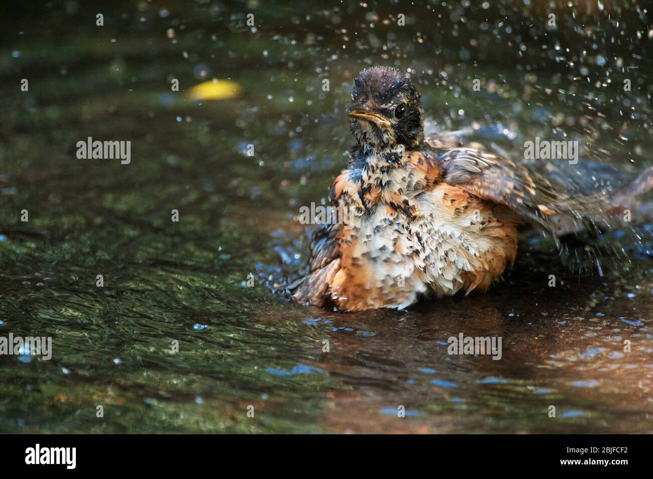 Juvenile robin hi-res stock photography and images - Alamy