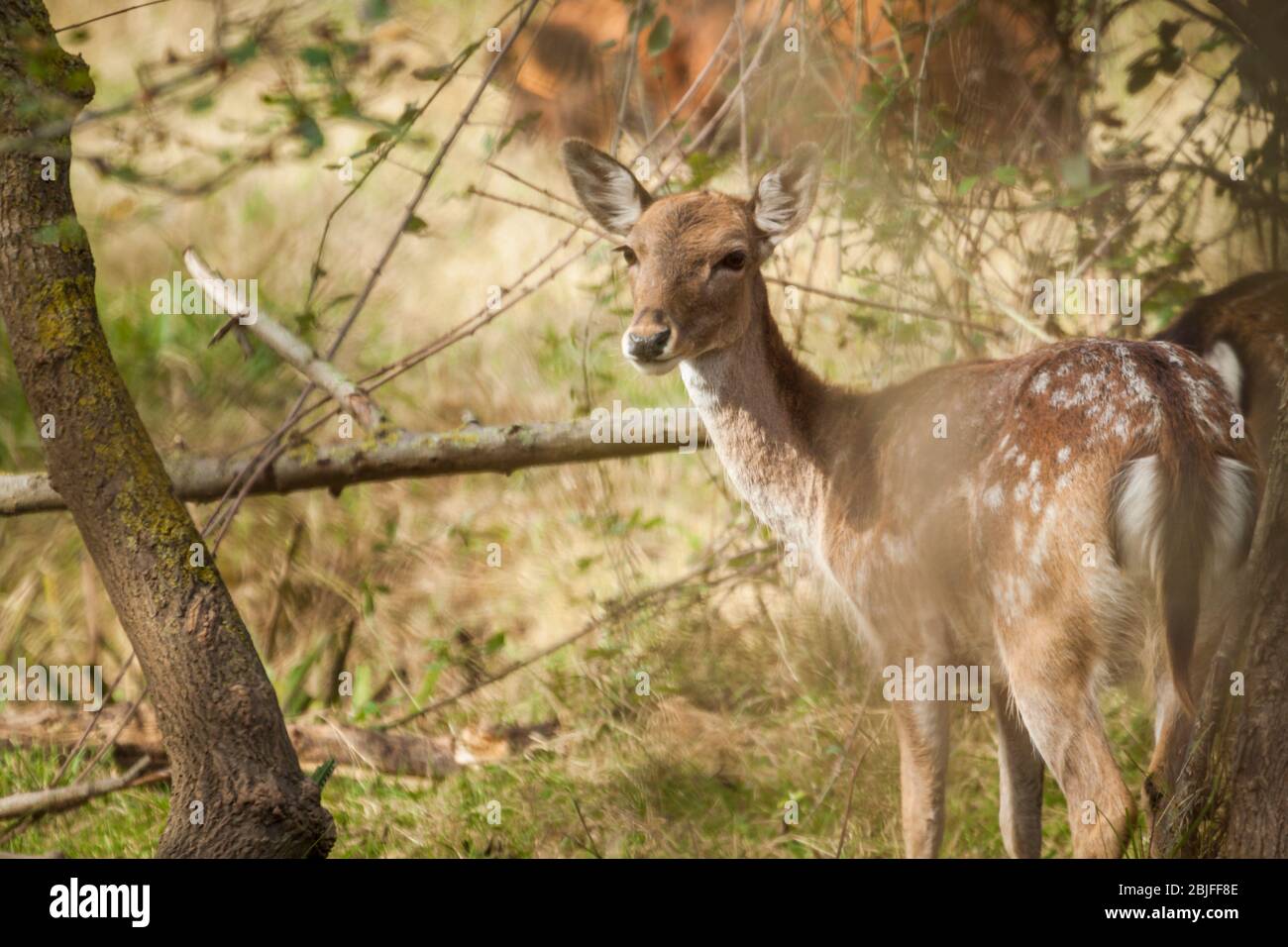 A peaceful fallow deer raise up its head to pose for the photo Stock ...
